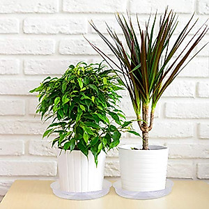 5 Pack Clear Plant Saucer Heavy Duty Sturdy Drip Trays for Indoor and Outdoor Plants