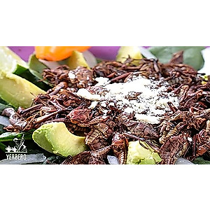 Yerbero - Fresh Chapulines From Oaxaca 1.03 oz (30gr) Adobado Spicy Flavor | All Natural Toasted Grasshoppers With Chili, Lime, Sea Salt and Garlic | Always Fresh (Not Dehydrated) Delicious, Exotic Mexican Snack. Imported From Mexico.
