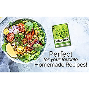 2000+ Buttercrunch Lettuce Seeds for Planting - Butterhead Boston Bibb Heirloom, Non-GMO Vegetable Variety- 2 Grams Seeds Great for Spring, Summer, Winter Garden and Hydroponics by Gardeners Basics