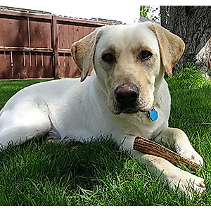 Elkhorn Premium Chews - Medium Split Single Pack (for 20-40 lb Dogs and Puppies) Premium Grade Elk Antler for Dogs (1 Piece) Sourced in The USA