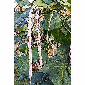Pinto Bean Plant Seeds, 30+ Heirloom Seeds Per Packet, (Isla's Garden Seeds), Non GMO Seeds, 90% Germination Rate, Botanical Name: Phaseolus vulgaris
