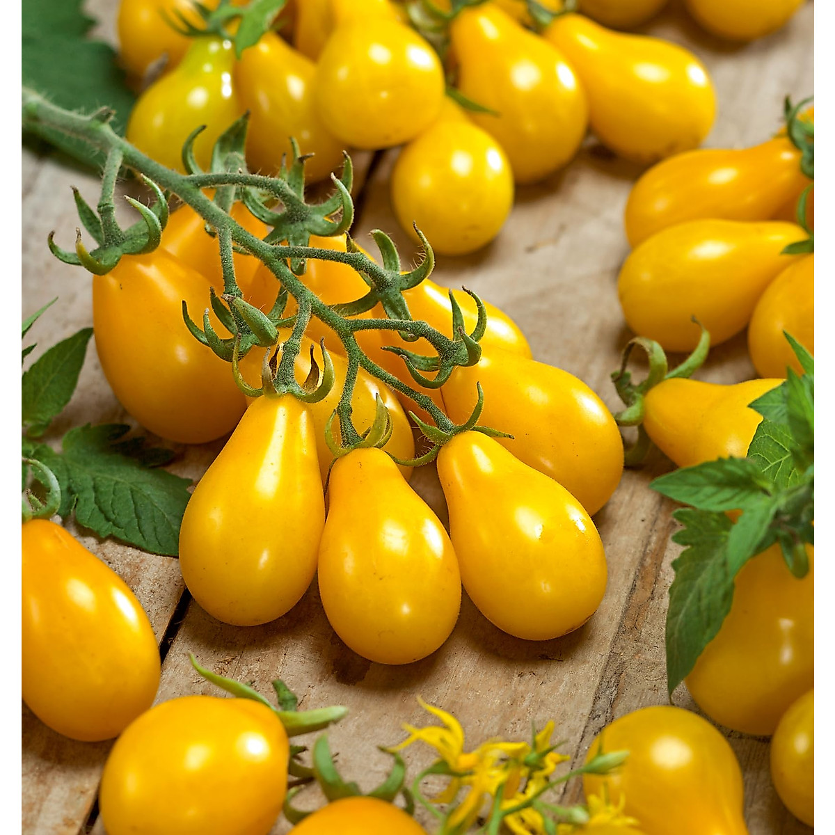 Burpee 'Yellow Pear' Heirloom, Yellow Pear Tomato, 150 Non-GMO Seeds