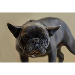 Dr. Jeff Werber Replenish Omega 3 Fatty Acid Chew for Pets & Dogs - Soft Fish Oil Chews with Natural Ingredients for Boosting Immune System and Regulating Inflammatory Response - 90 ct. (Large/Giant)