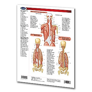Muscular System Guide: Head & Torso - Medical Quick Reference Guide by Permacharts