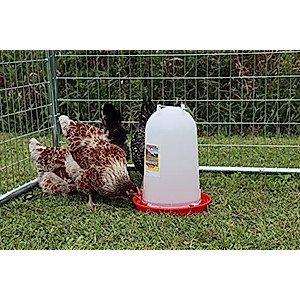 Plastic Poultry Drinker (3 Gallon) - Little Giant - Heavy Duty Plastic Gravity Fed Water Container Jar (Red) (Item No. 7906)