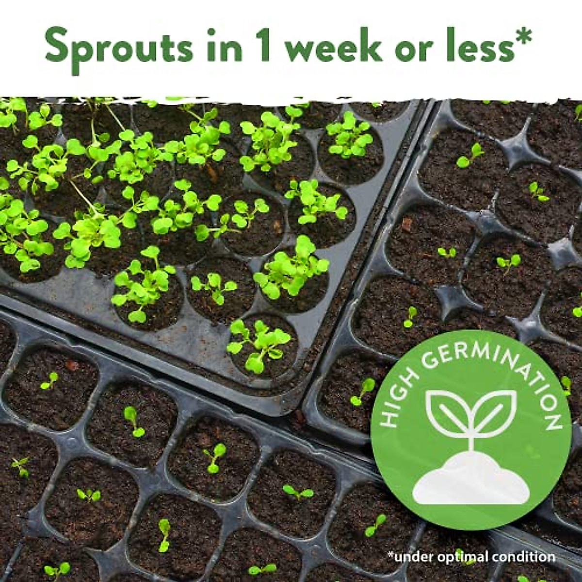 7 Cabbage Seeds for Planting - 2000+ Heirloom & Non-GMO Seeds - Golden Acre, Bok Choy, Savoy, Michihili, Red Acre, Copenhagen Market, Jersey Wakefield Cabbages - Garden Vegetable Lettuce Seeds