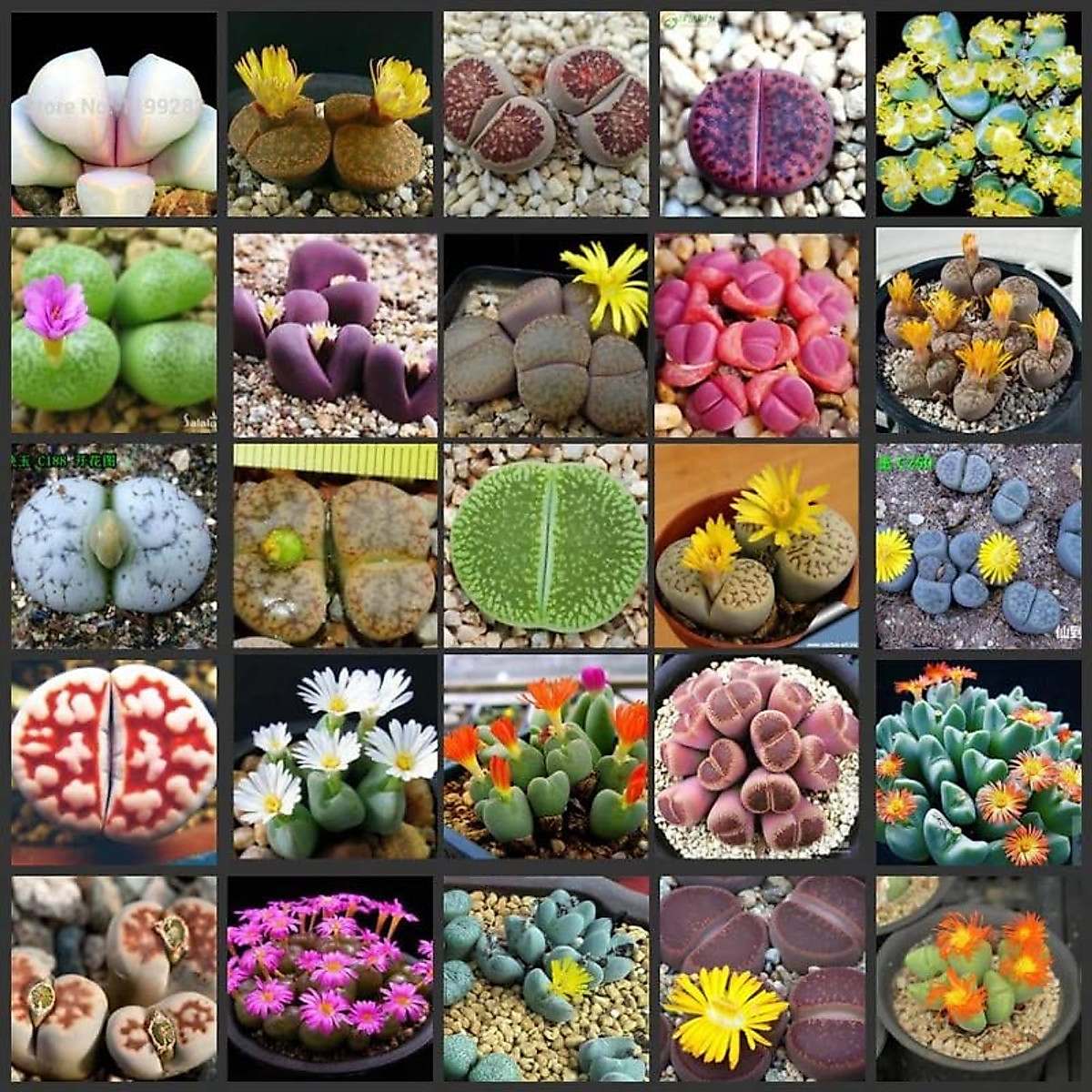 10 Mix Lithops Live Plants Lithops Succulents Plants Live, Living Stones Succulents Plants Live, Large Succulent Plants Bulks