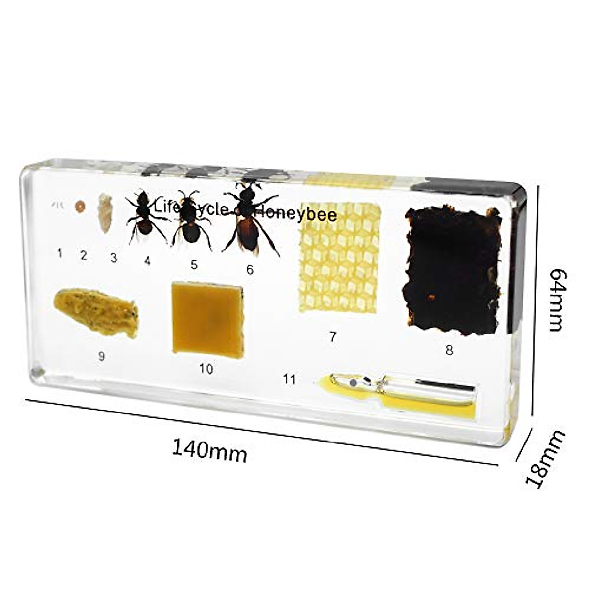 Lifecycle of a Honey Bee Embedded Specimen Paperweight Animal Science Classroom Embedding Specimens Taxidermy for Science Education