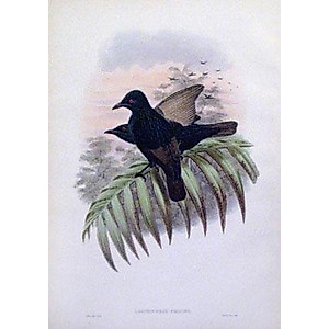 Lamprocorax Grandis (Brown-winged Starling)