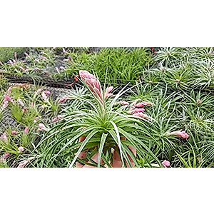 Large Air Plants - 1 Hybrid No. 1-4 to 6 Inch Air Plant - Color & Form Varies by Season - 30 Day Guarantee on Tillandsia from The Drunken Gnome (1, One Size 4-6")