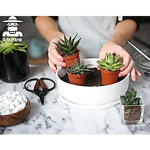 O-FarFarm Succulent Soil Potting Mix 2.2 LBS, Optimized PH Fast Draining with Added Nutrients, Perfect for Small Succulent Pots
