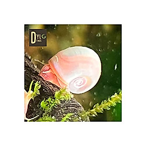 10 Live Ramshorn Snails by Dylfinds for Freshwater Aquarium/Pond Colony Start Clean-up Crew Planorbella Duryi (Bubblegum Pink)