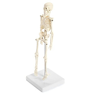 Mini Human Skeleton Model with Stand - 8.6" Tall Desktop Anatomical Skeleton Model