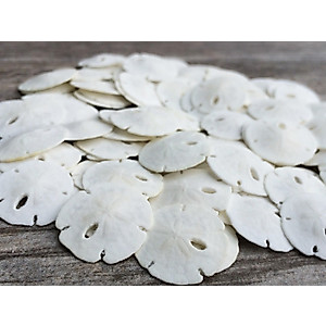 Sand Dollar | Real Natural Sand Dollars Under 1 Inch (Set of 100) | Small White Sand Dollar Shells for Weddings and Craft | Plus Free Nautical eBook by Joseph Rains