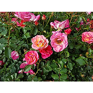 Nelson Plant Food Rose Food for All Types of Roses Climbing Tea Knock Outs Grandiflora with Five Sources of Nitrogen Nutri Star 18-14-10 (2 LB)