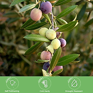 American Plant Exchange Arbequina Olive Tree, 5" Pot, 1.5ft Tal, Elegant, Live Fruiting Houseplant for Home & Garden, Self-Pollinating