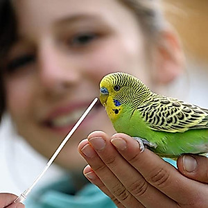 iplusmile Bird Feeding Tube Birds Feeding Syringe, Parrot Feeding Hose Syringe Birds Feeder Tool for Feeding Milk Water, 5pcs