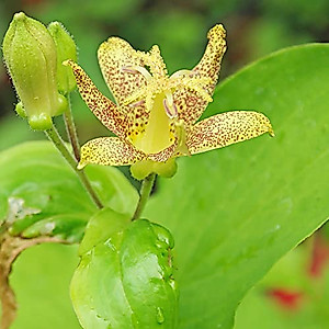Tricyrtis Puberula Seeds Japanese Toad Lily Perennial Showy Low Maintenance Rabbit Resistnat Patio Containers Beds Outdoor 5Pcs Flower Seeds by YEGAOL Garden