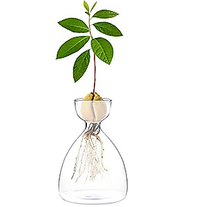 Maveite Avocado Seed Sprout Starter Vase Planter Pot Indoor Avocado Tree Growing Vase Kit Glass Garden Seed Starter Planting Vase Clear Avocado Seed Planter Gift for Kids Adult Friends Families