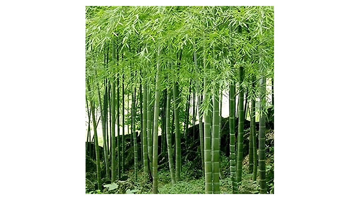 Grow Moso Bamboo: Hardy Privacy Screen & Edible Shoots