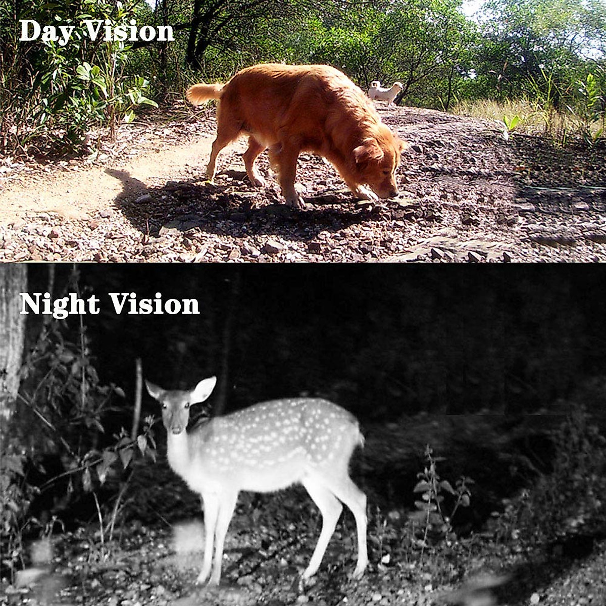 GoldPaddy Trail Game Camera 4K 20MP, Hunting Camera with Night Vision Motion Activated Waterproof Camera 0.2s Trigger Time Scouting Cam 2.4” LCD IR LEDs 120° Wide Angle for Wildlife Home Monitoring