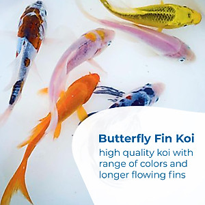 Toledo Goldfish Butterfly Fin Koi, Variety of Colors and Patterns - Perfect for Ponds or Aquariums - 3-4 Inches, 10 Count