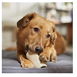 MPP Stuffed Bully Shin Bones 4 Inch Refillable Nutritious Hard Dog Dental Care Chews (10 Bones)