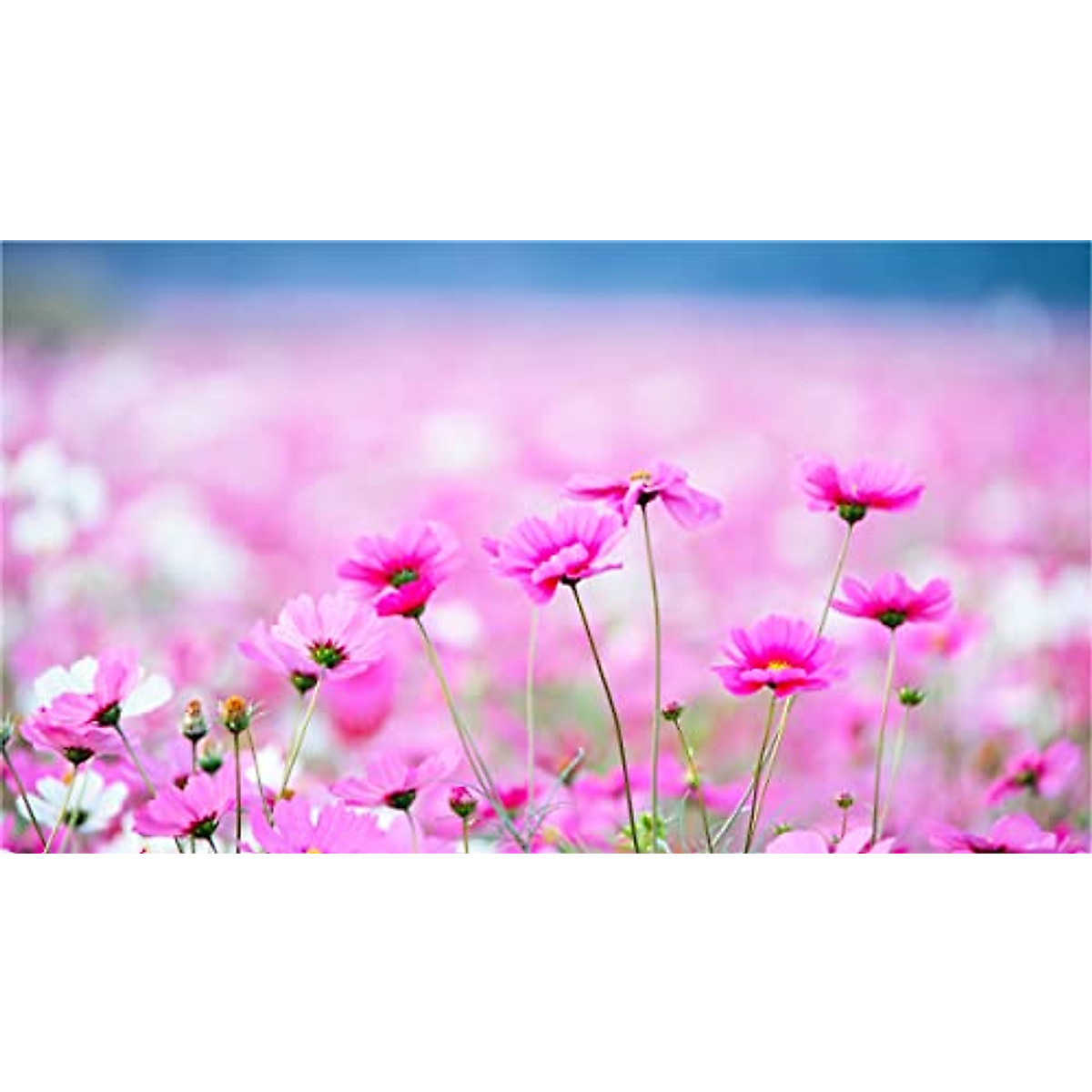 Created By Nature Tennessee Wildflower Seed Mix, Covers 325 Sq Ft, 18 Flower Varieties, Over 35,000 Seeds