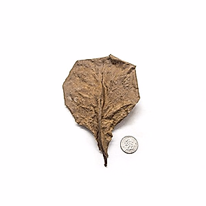 Aquatic Arts 10 Giant Catappa Indian Almond Leaves (4.5-6+ inches) - Dried/Prepared for Aquarium Use - for Live Freshwater Shrimp, Snails, Fish (Betta, Otocinclus) Tank Health