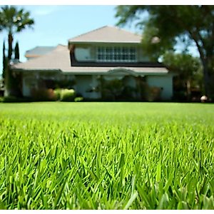 MySeeds.Co - Bahia, Bermuda, Grass Seeds for Lawn and Pasture, Livestock Grazing, Choose Color and Amount (1/4 LB, Common Bermuda Coated & Unhulled)