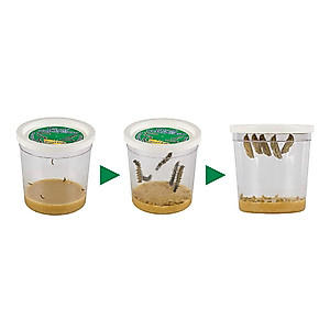 Butterfly Garden with Two Live Cups of Caterpillars - Includes Both English and Spanish Butterfly STEM Activity Journals