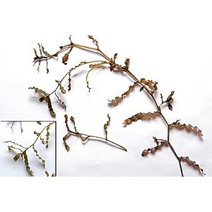 Tsunami DQ Aquatic Herbicide - Gallon - 37.3 Percent Diquat Dibromide - Concentrated Aquatic Weed Killer for Lakes and Ponds - Duckweed, Watermeal, Curly Leaf, Pondweed & Many More