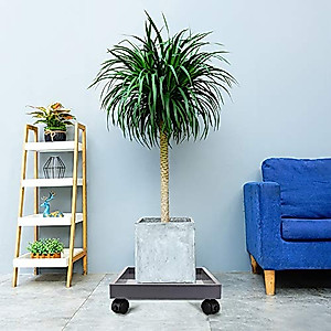 Fasmov 2 Pack Square Plant Caddy 12.4 Inch Plant Dolly Planter Caddies with Locking Wheels, Heavy Duty Plant Dolly Saucer for Moving Potted Planter, Rolling Planter Trolley Tray Coaster, Gray