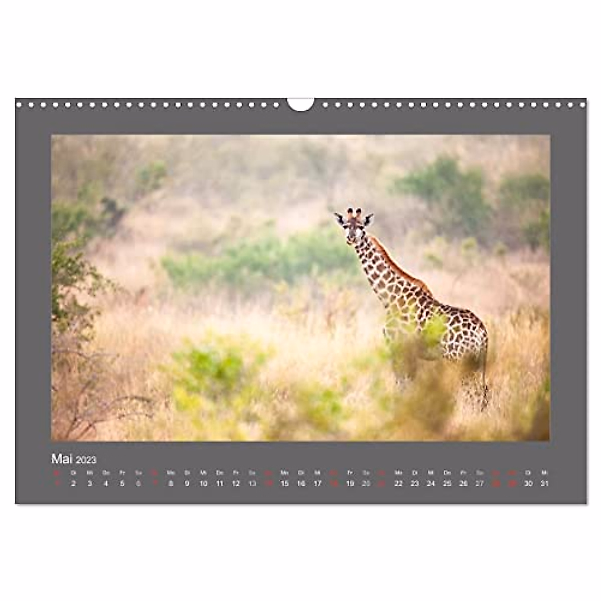 Twigas - Giraffen (Wandkalender 2023 DIN A3 quer), Calvendo 2023 monthly calendar