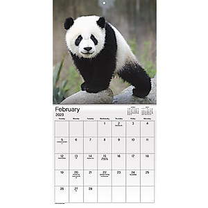 2023 Animal Babies Mini Wall Calendar