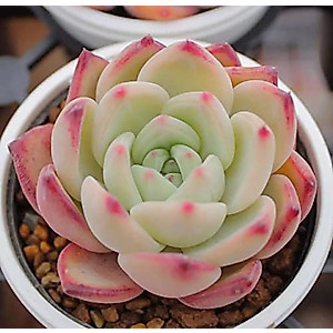 500pcs Mix Rare Succulent Seeds for Planting, DIY Bonsai Ornamental Plant Hardy Perennial