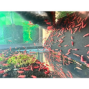 Swimming Creatures 10 Fire Red(GradeA+) Cherry Neocaridina Freshwater Aquarium Shrimp. Live Arrival Guarantee