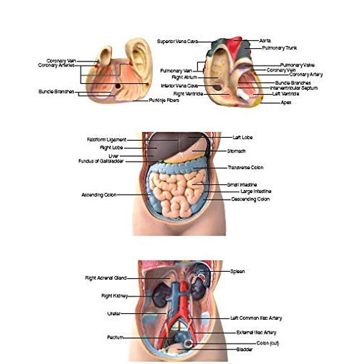 hand2mind 19 Inch Tabletop Human Torso Model, Anatomically Accurate Kit, 10 Removable Human Organs, Anatomy Model for Kids, Human Anatomy Torso Model, Science School Supplies, Trachea Model