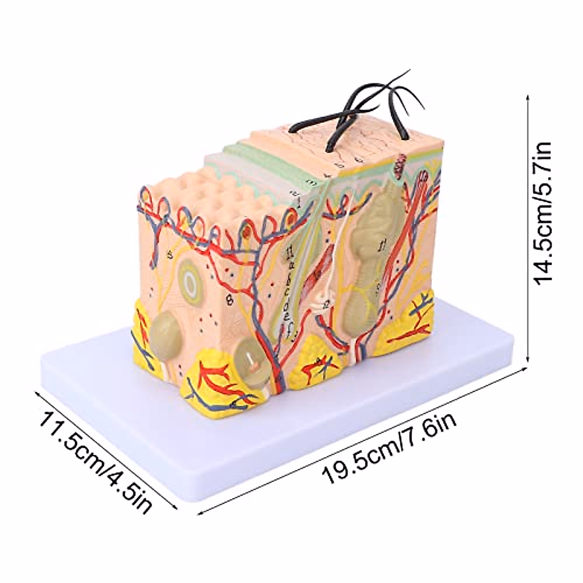 Skin Model 35X Enlarged Anatomical Skin Model 3 Dimensional Skin Teaching Aids Model for Skin Cosmetology Study Display Teaching Model