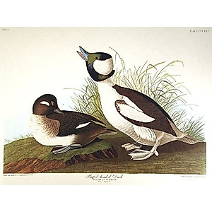 Buffel-headed Duck. From"The Birds of America" (Amsterdam Edition)