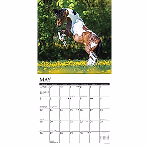 Willow Creek Press Paint Horses Monthly 2024 Wall Calendar (12" x 12")