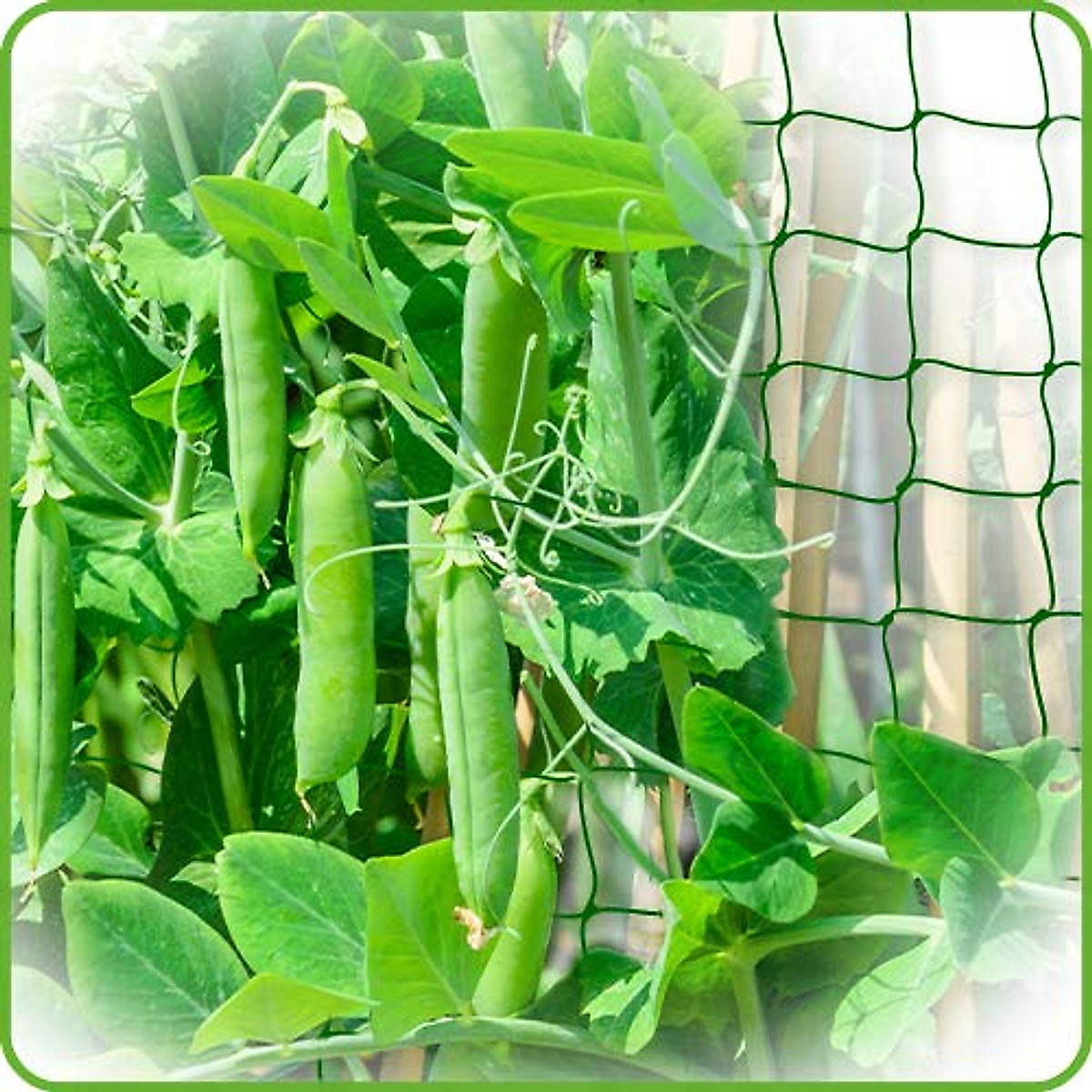 De-Bird: Trellis Netting for Climbing Garden Plants, Grow Garden Flowers, Green Pea and Vine Plants