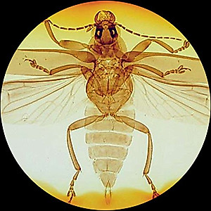 AmScope PS200 Basic Biology Prepared Slide Set for Student and Homeschool Use, Set of 200 Prepared Glass Slides, Includes Fitted Wooden Storage Box