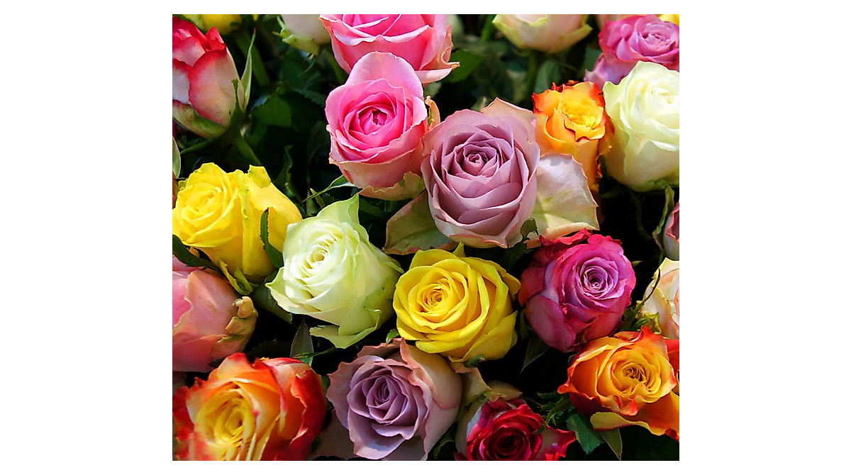 200+ Non-GMO Mix Rose Seeds - 90% Germination