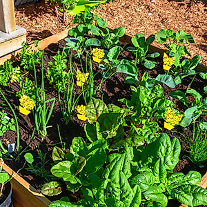 ALLRoad 24 pcs Fruit Fly Trap, Gnat Killer Dual-Sided Yellow Sticky Traps for Kitchen Indoor/Outdoor Use - Insect Catcher for White Flies, Mosquitos, Flying Insects, Fungus Gnats