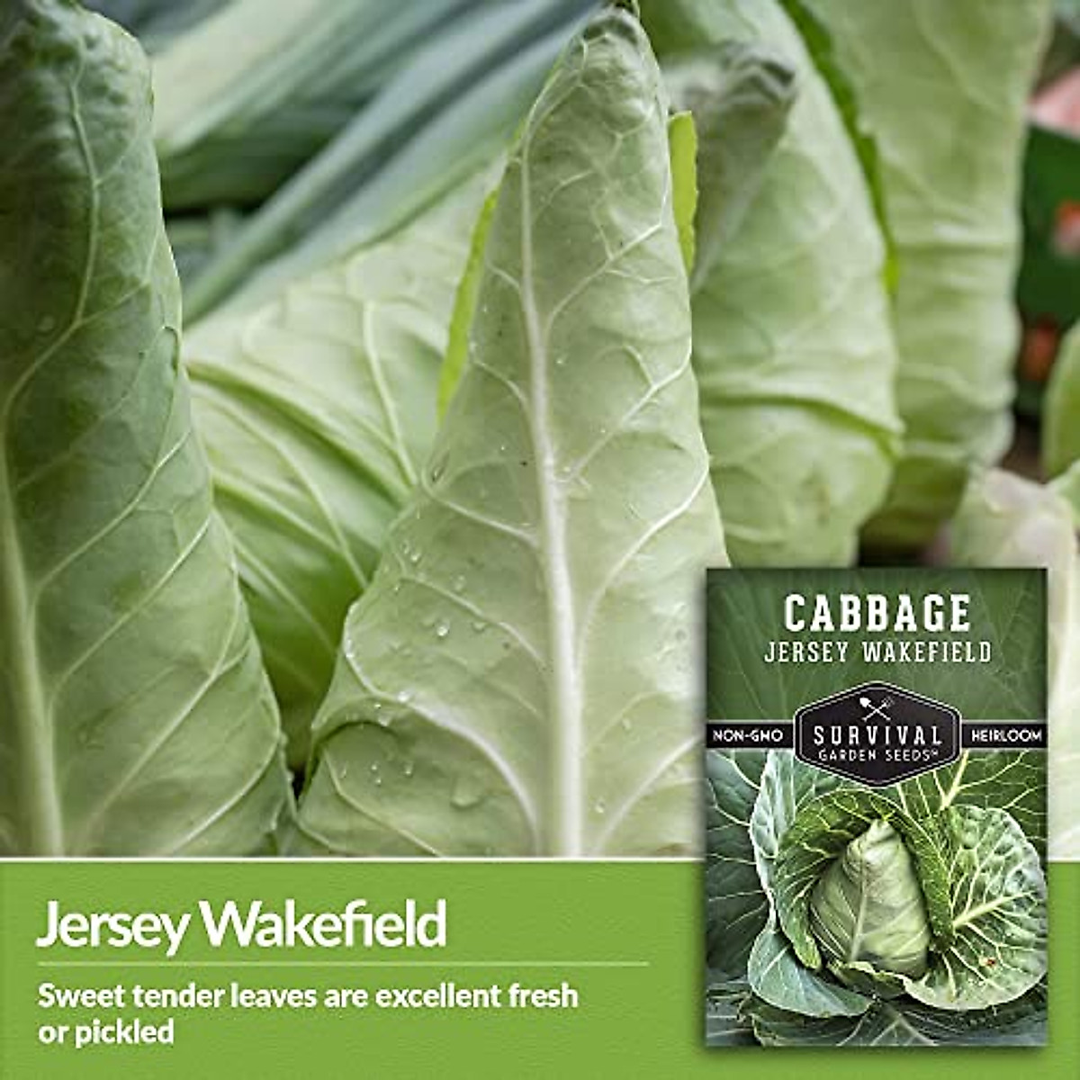 Survival Garden Seeds - Jersey Wakefield Cabbage Seed for Planting - 2 ...