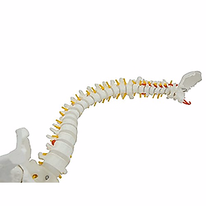 MonMed Life Size Vertebral Column Model with Spinal Nerves, Skull Base, and Pelvis – Flexible Spine Model with Stand