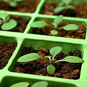 Premium Coco Coir Brick - 11 Pound / 5KG Coconut Coir - 100% Organic and Eco-Friendly - OMRI Listed - Natural Compressed Growing Medium - Potting Soil Substrate for Gardens, Seeds and Plants