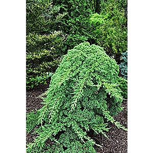 Dwarf Japanese Garden Juniper | 15 Live 4 Inch Pots | Juniperus Procumbens Nana | Drought Tolerant Evergreen Groundcover | Great Plants for Bonsai