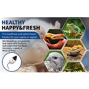 MiceDirect 15 Weanling Rats: Pack of Frozen Weanling Feeder Rats - Food for Corn Snakes, Ball Pythons, Lizards and Other Pet Reptiles - Freshest Snake Feed Supplies
